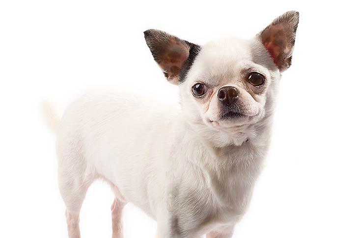 Chihuahua Dog Breed Information – breed, price, temperament, care and ...